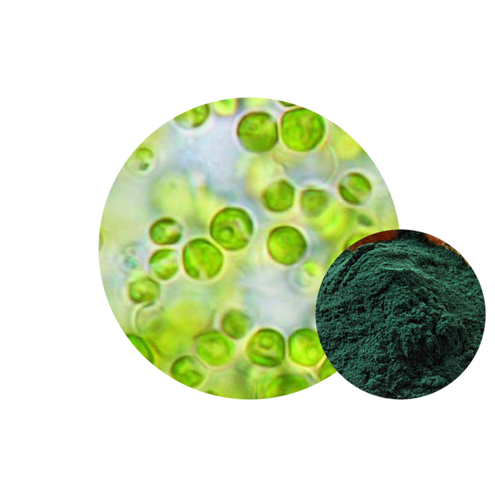 Microalgas Be2Feed Animal Nutrition